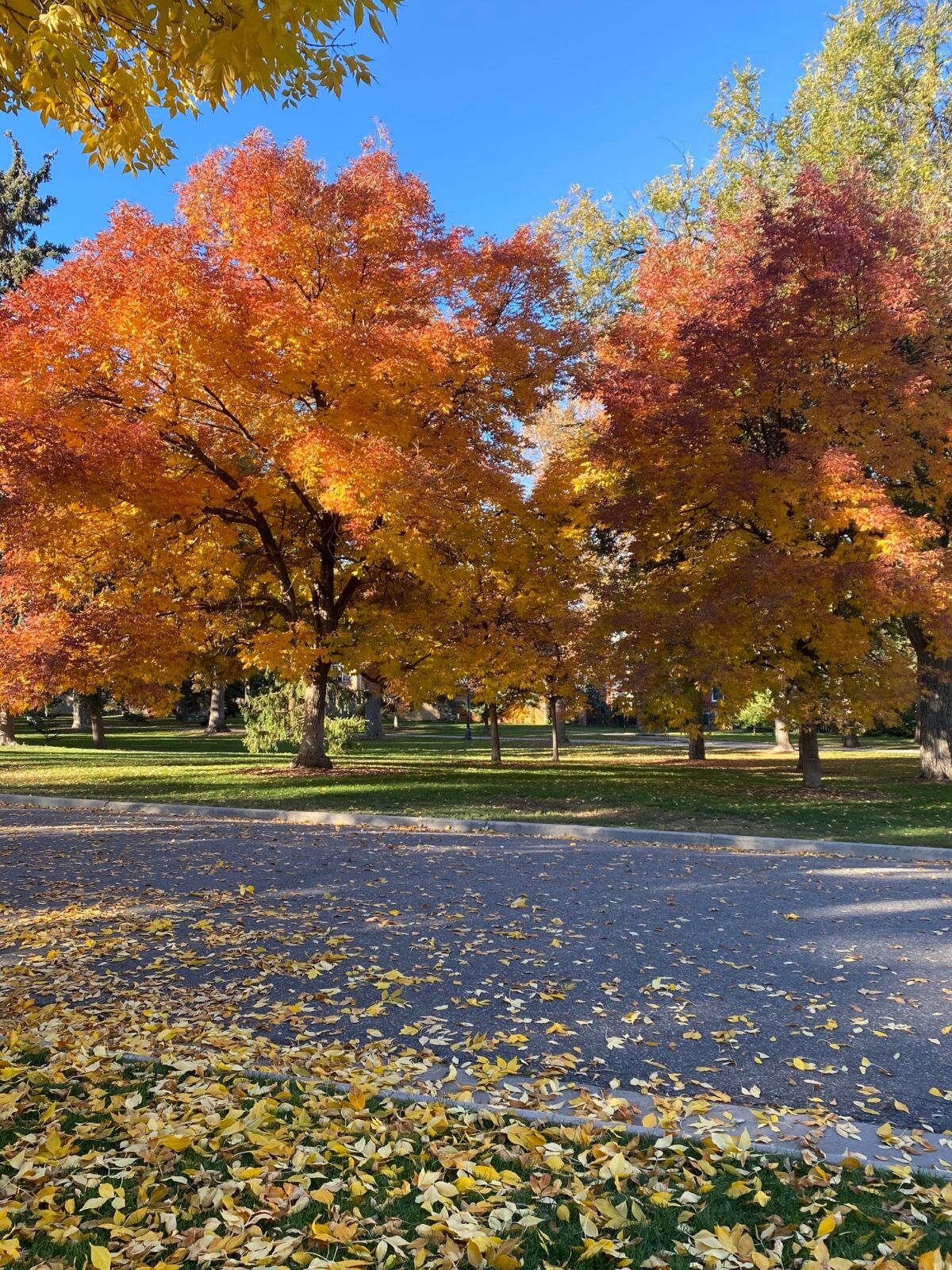 These Victorian-era paintings of autumn leaves will make you love the ...