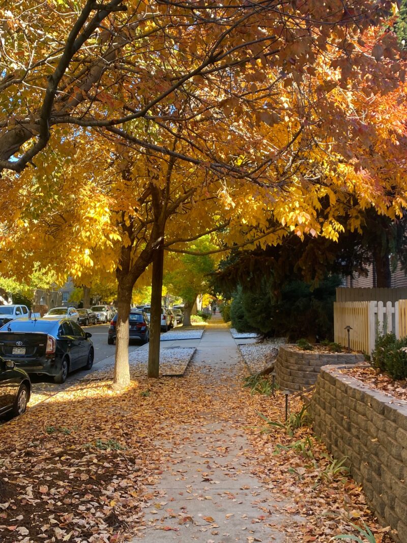 These Victorian-era paintings of autumn leaves will make you love the ...