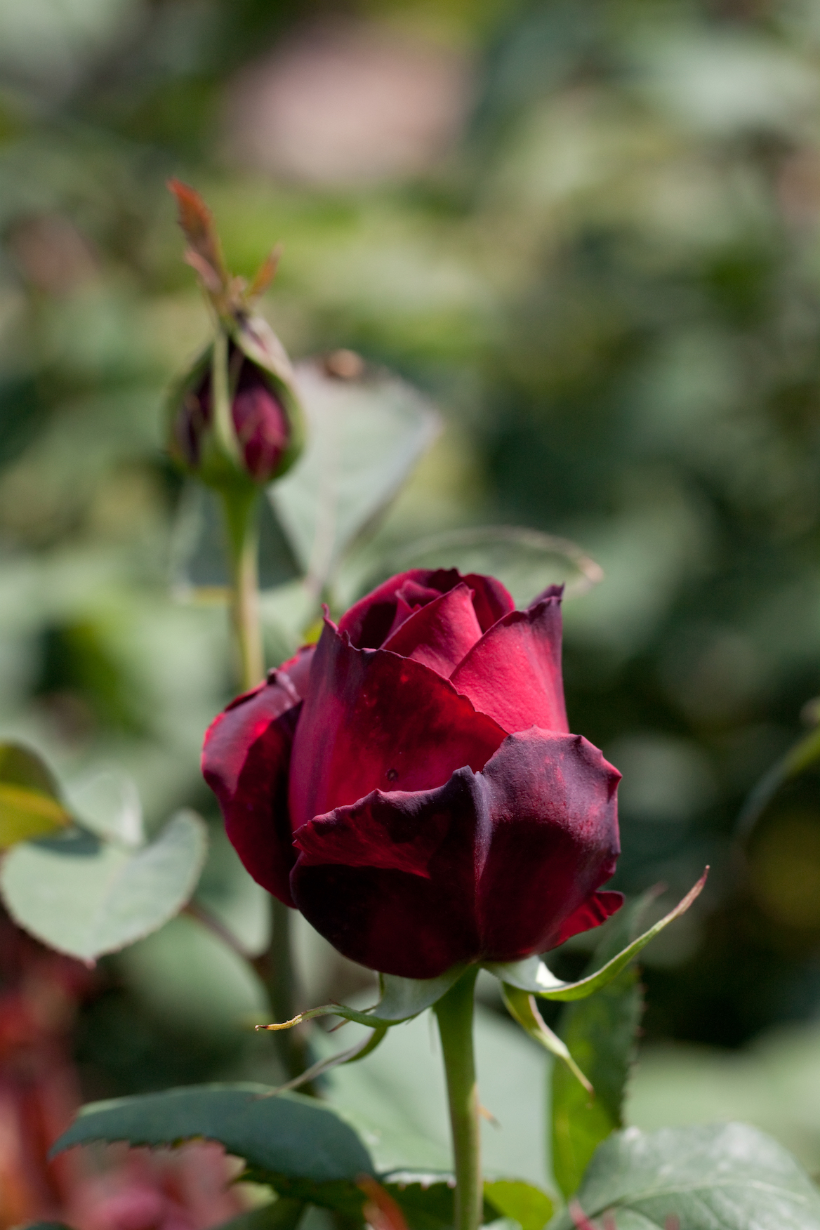 Happy National Rose Month! - Recollections Blog